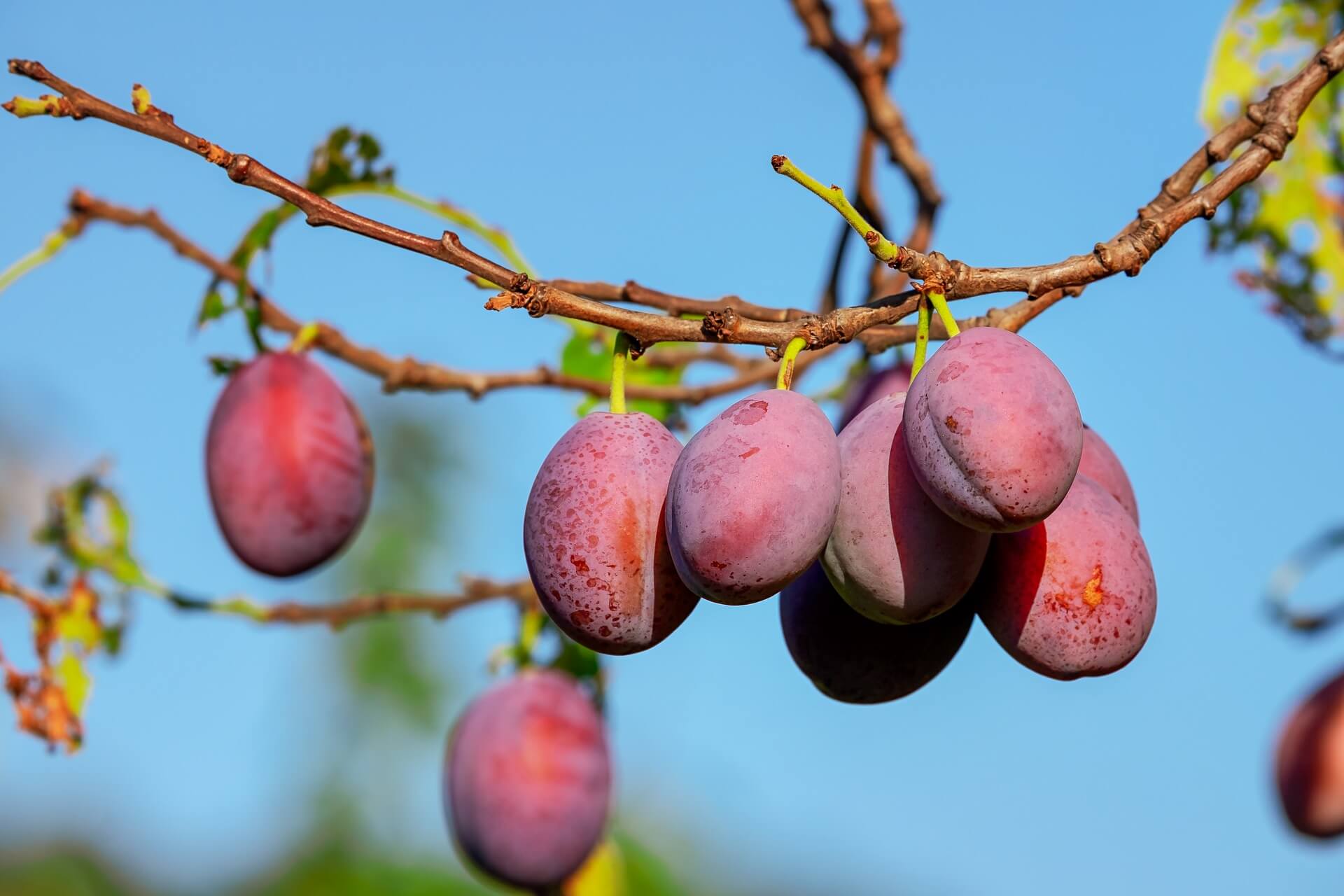 3 Sisters Transform Plums from the Family Farm into Powerful Skincare ...